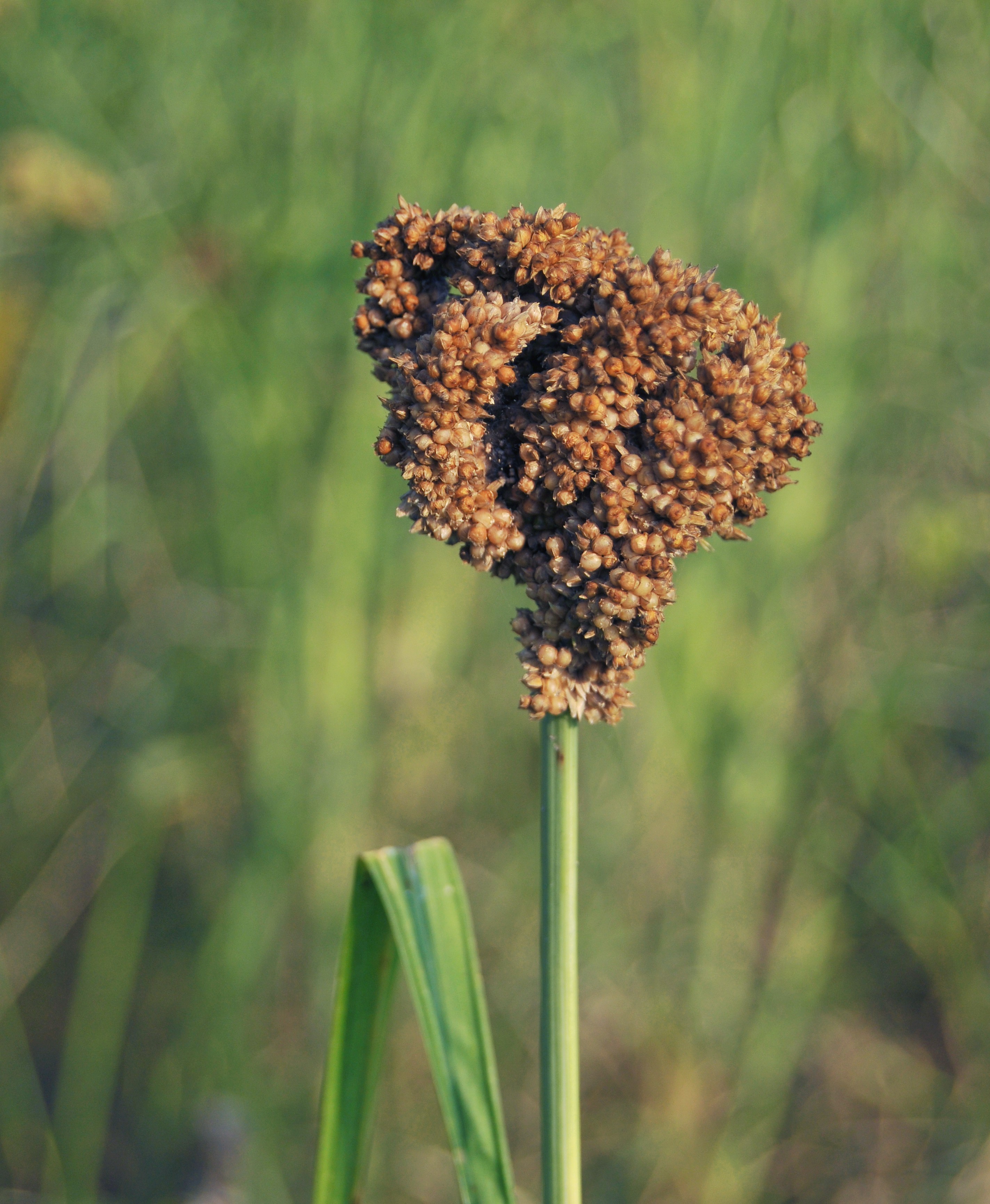 Millets-Project Monitoring System (M-PMoS) | Millet Promotion Dashboard